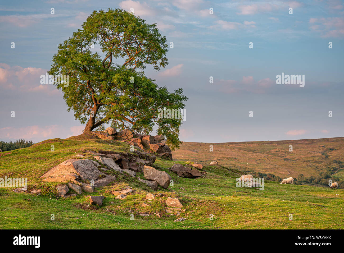 A lone tree at sunset near Ramshaw Rocks on The Roaches in the Peak ...