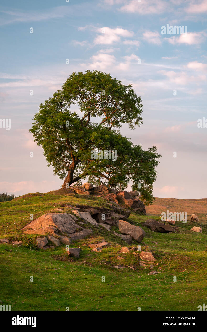 Lone trees in sunset hi-res stock photography and images - Alamy