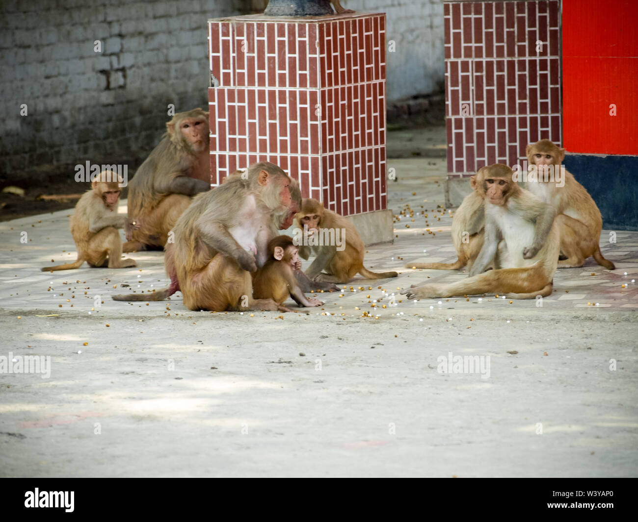 India: Baby monkey with it family in the sacred monkey temple Stock ...