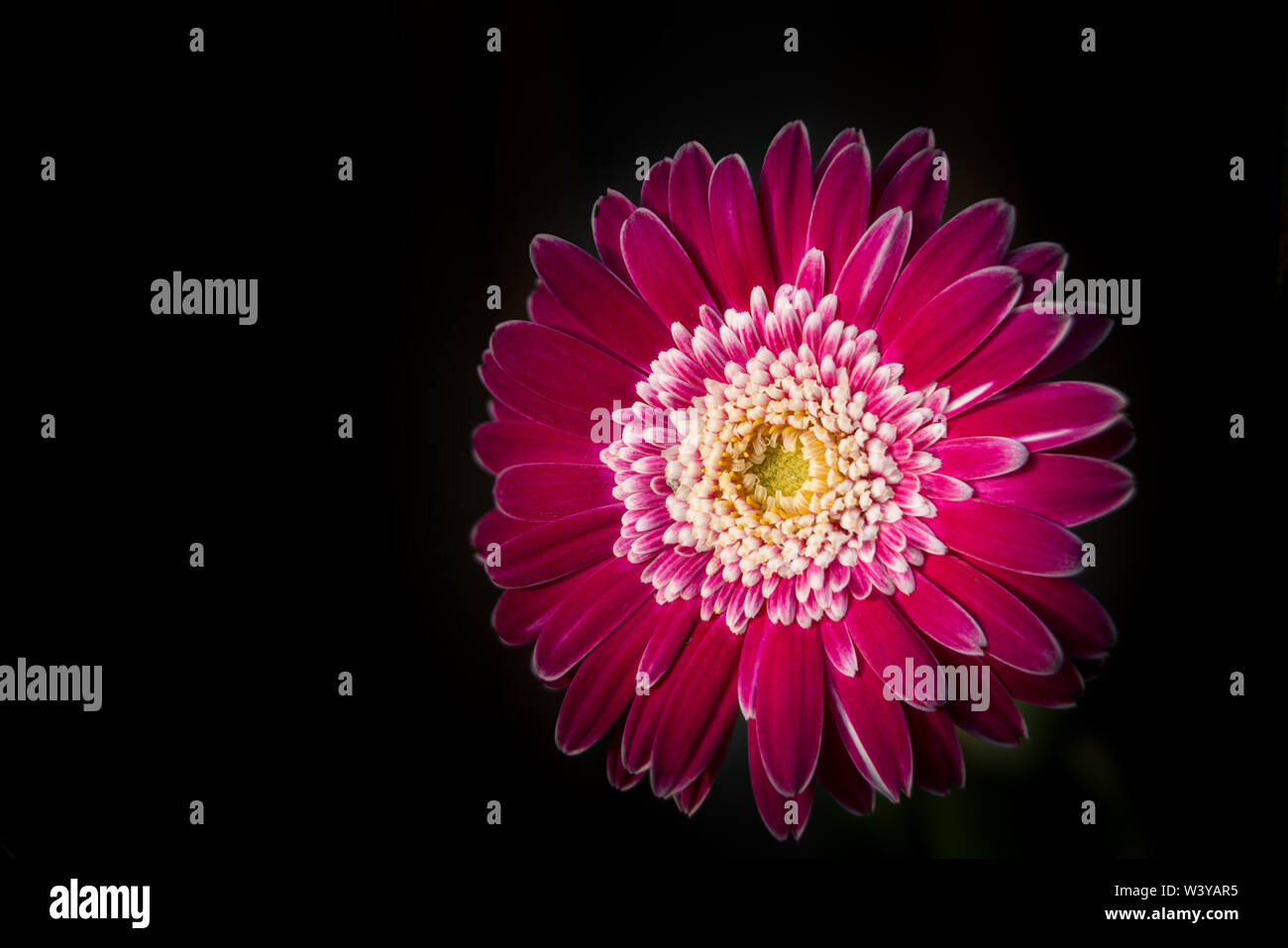 Barberton daisies hi-res stock photography and images - Alamy