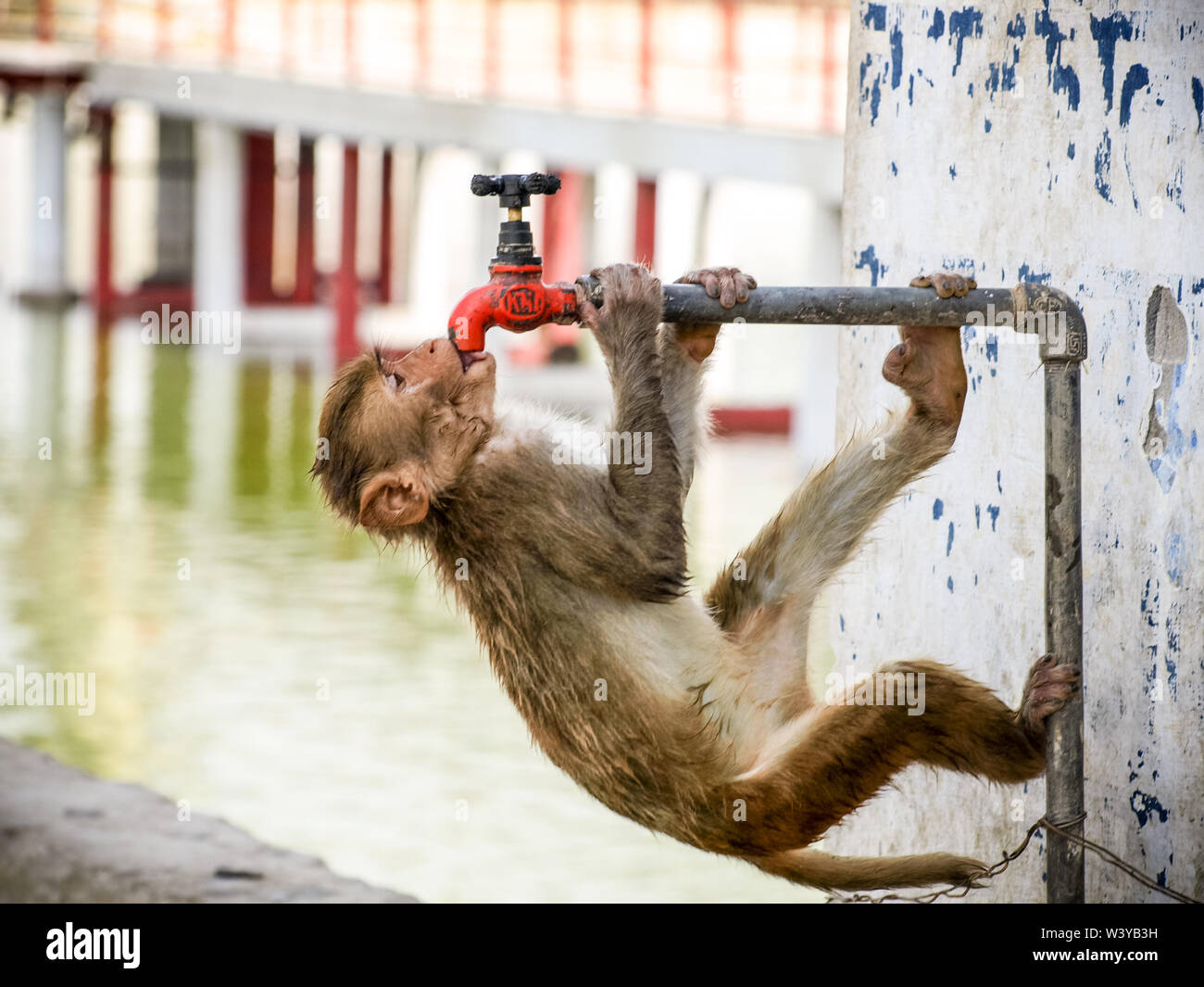 Thirsty monkey drinking tap water at hot summer day Stock Photo - Alamy