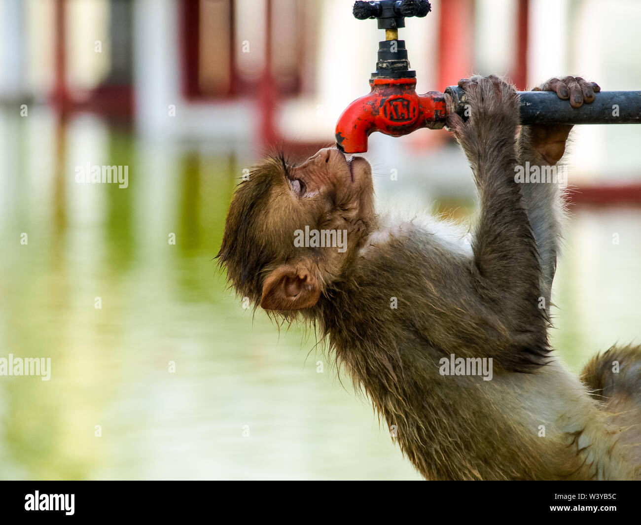 Thirsty monkey drinking tap water at hot summer day Stock Photo - Alamy