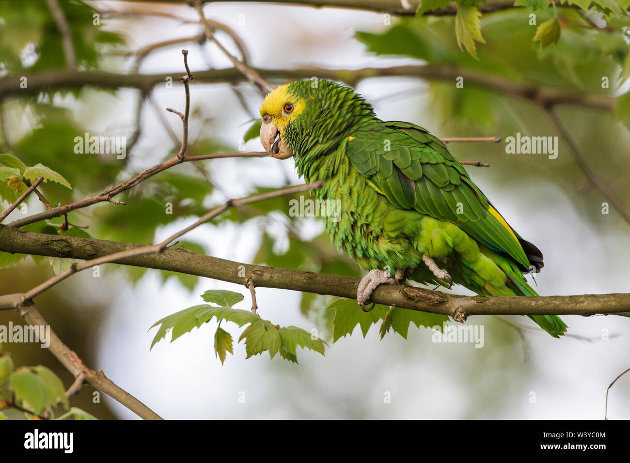 yellow-crowned amazon, yellow-crowned parrot, Gelbkopfamazone (Amazona ...