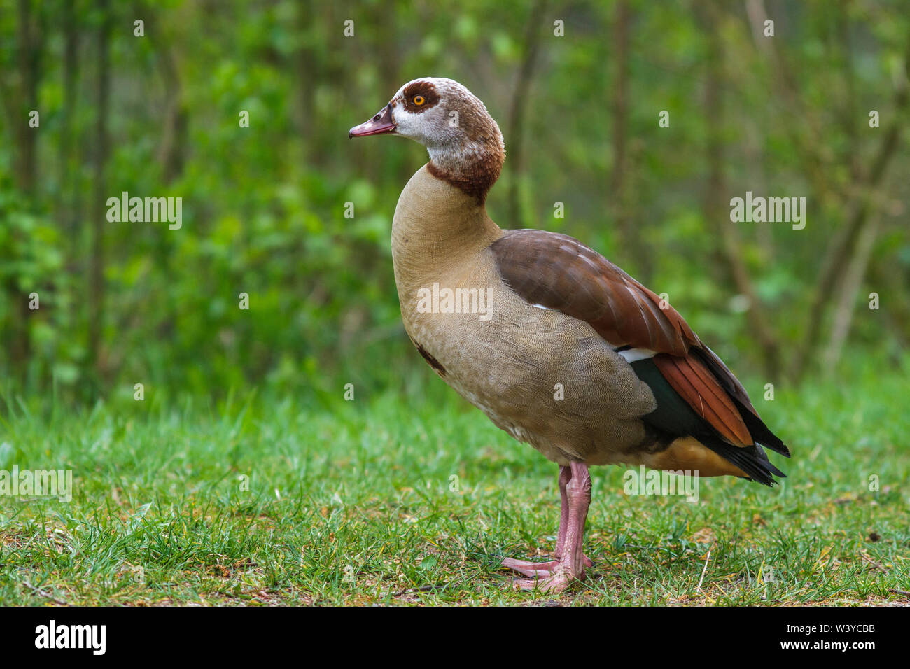 Egyptian goose, Nilgans (Alopochen aegyptiacus Stock Photo - Alamy
