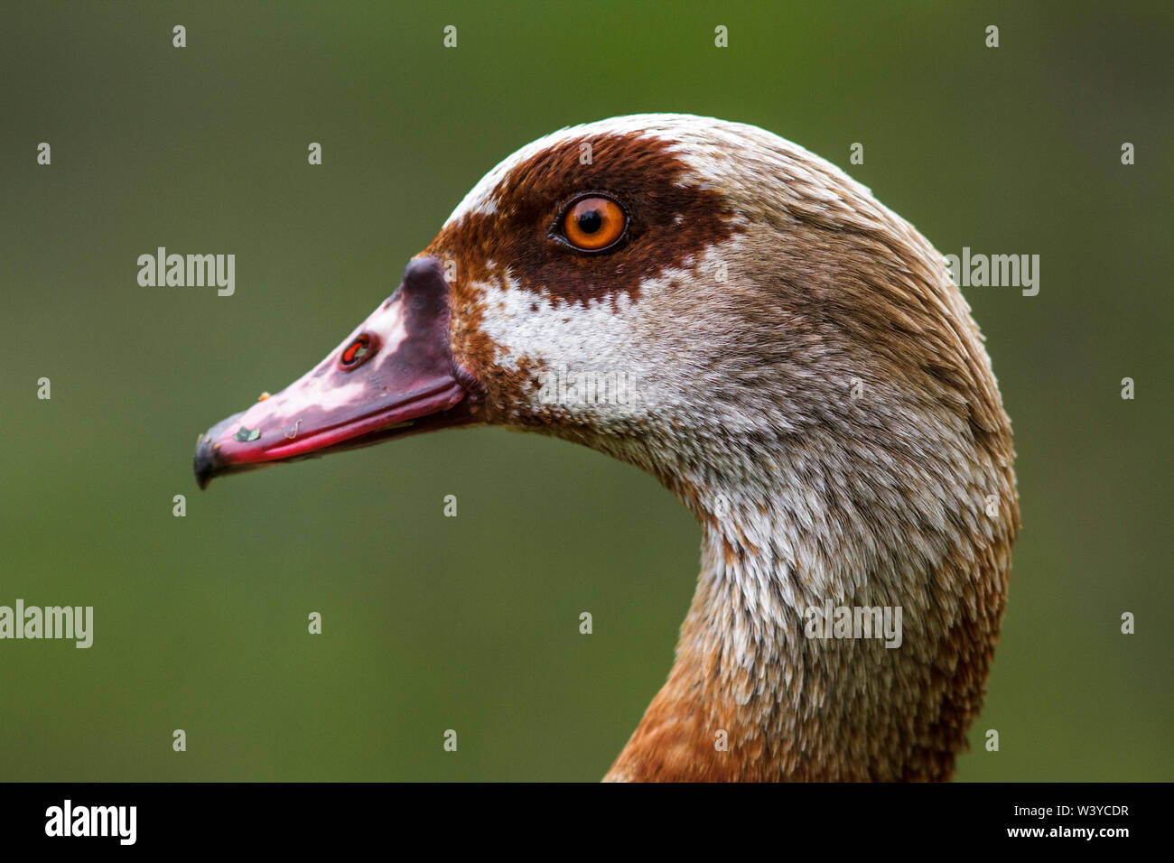 Egyptian goose, Nilgans (Alopochen aegyptiacus Stock Photo - Alamy