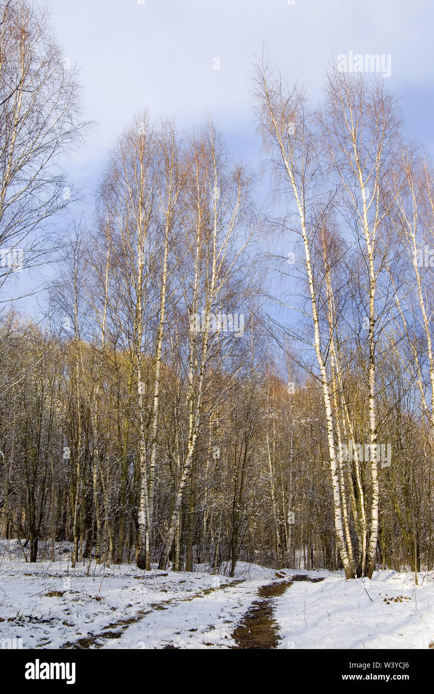 Birch spring in snow hi-res stock photography and images - Alamy