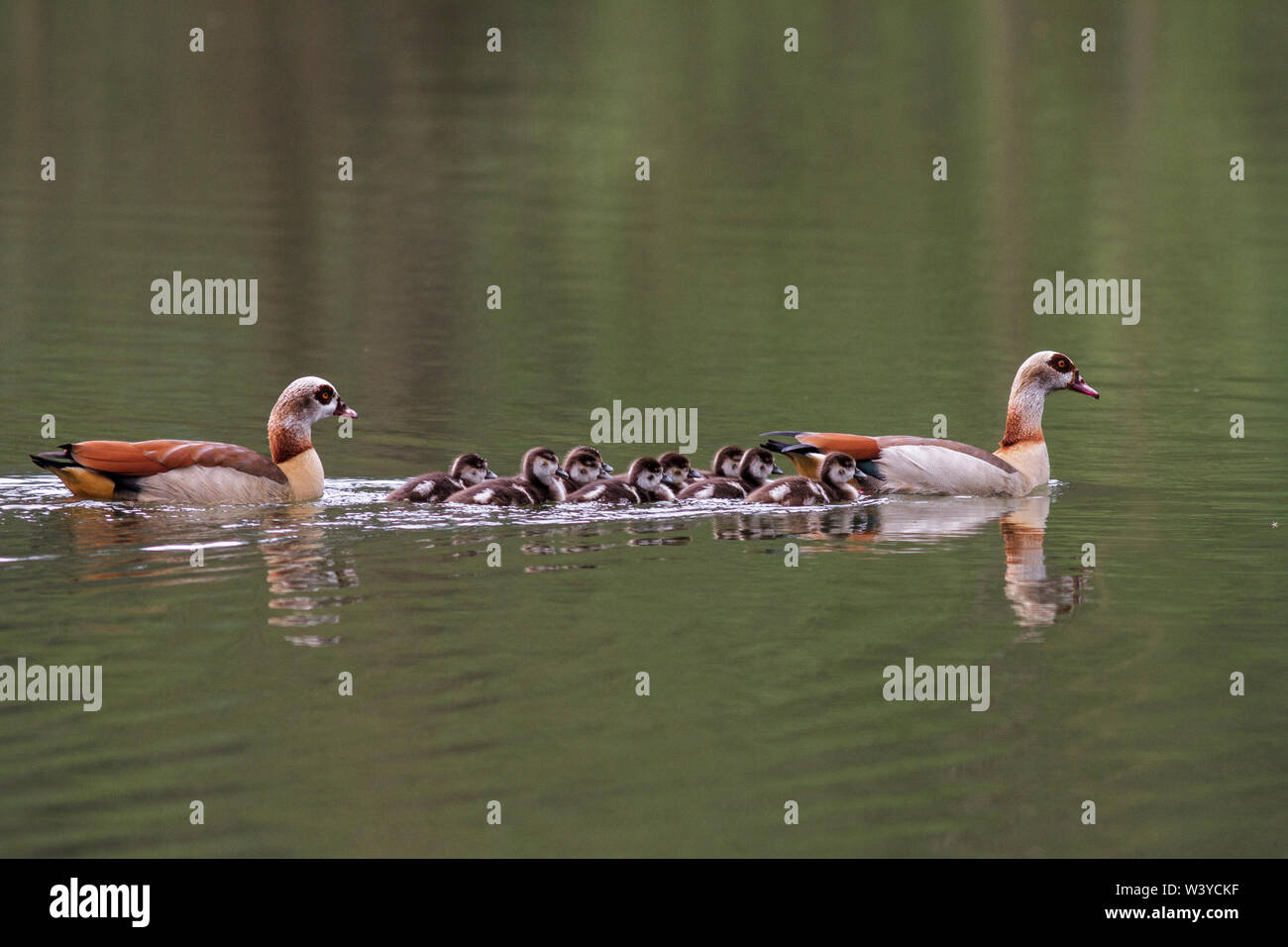 Egyptian goose, Nilgans (Alopochen aegyptiacus) mit Küken Stock Photo ...