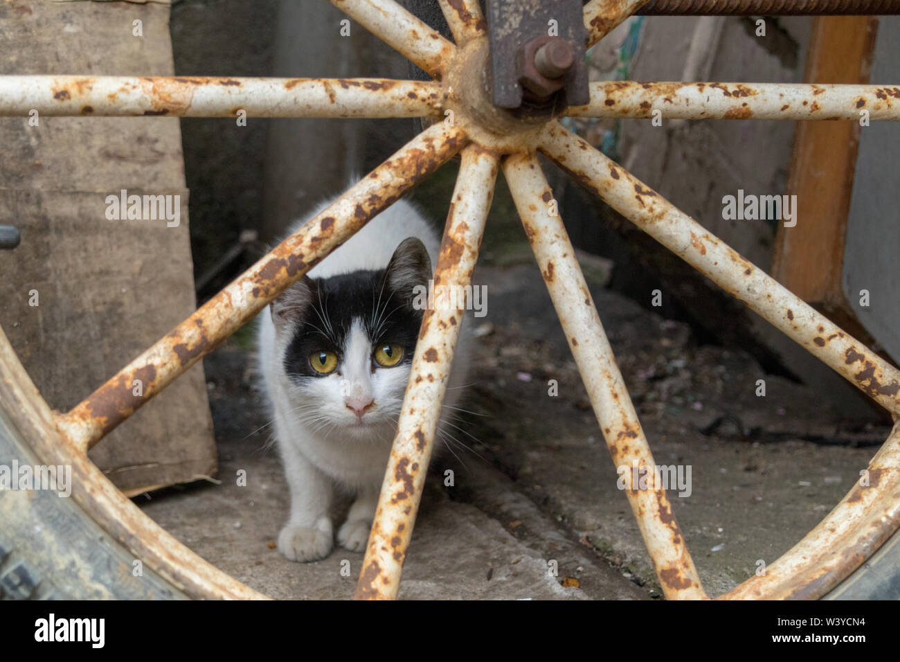 Bicycle caster hi-res stock photography and images - Alamy
