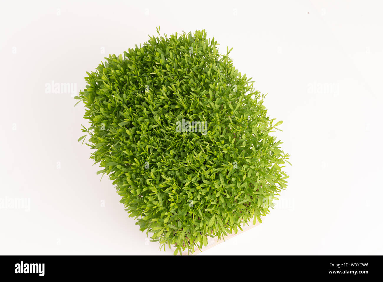 green sprouts edible plants. microgreens nutrition Stock Photo - Alamy