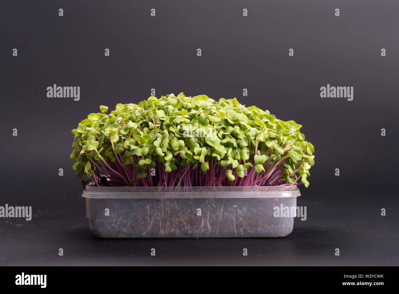 green sprouts edible plants. microgreens nutrition Stock Photo - Alamy