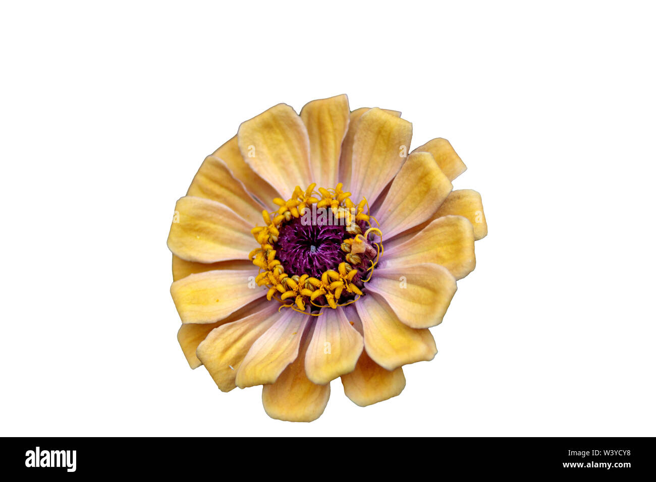 cutting of flower on white background Stock Photo - Alamy