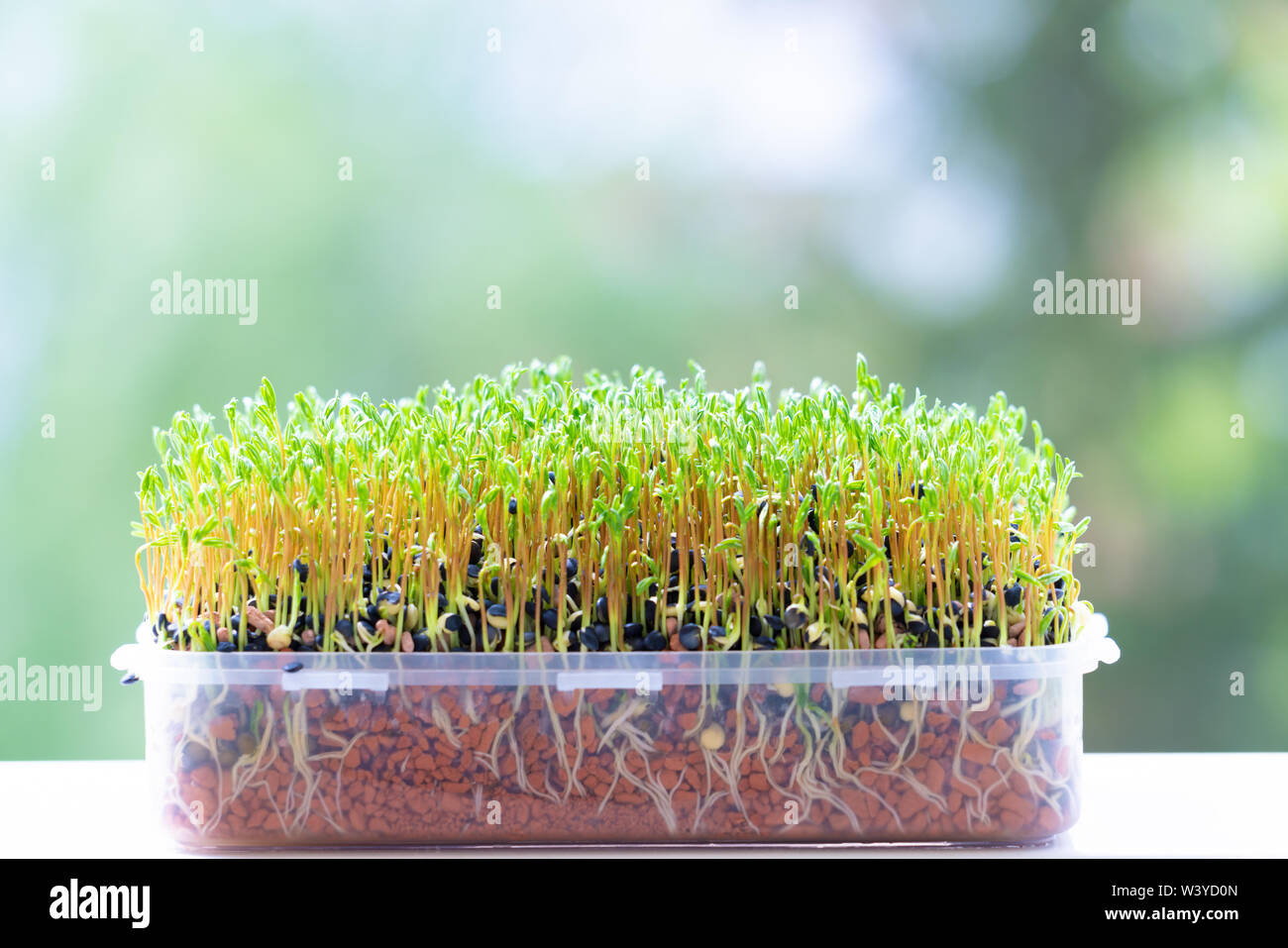 green sprouts growing in white tray, baby vegetables. Raw sprouts ...