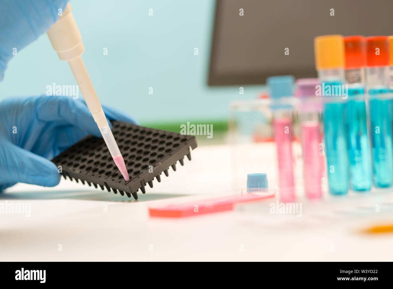 Laboratory of genetic research. PCR plates and multichannel pipettes ...