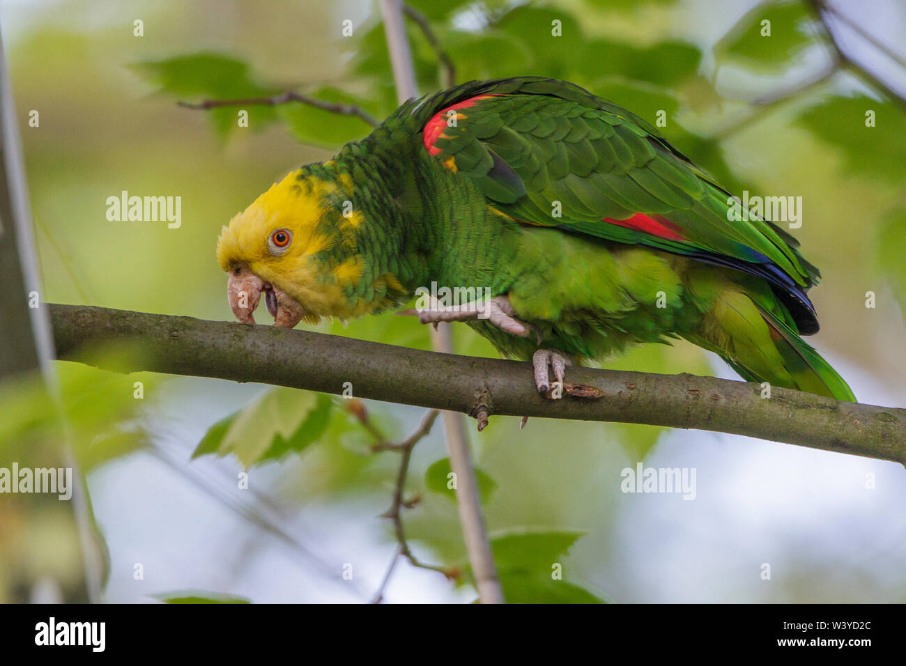 yellow-crowned amazon, yellow-crowned parrot, Gelbkopfamazone (Amazona ...