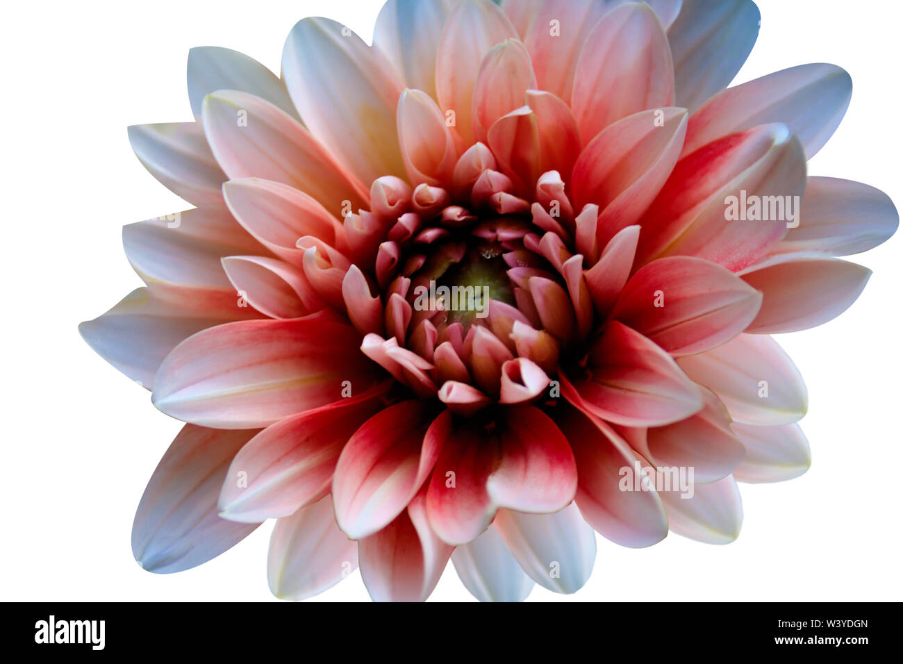 cutting of flower on white background Stock Photo - Alamy