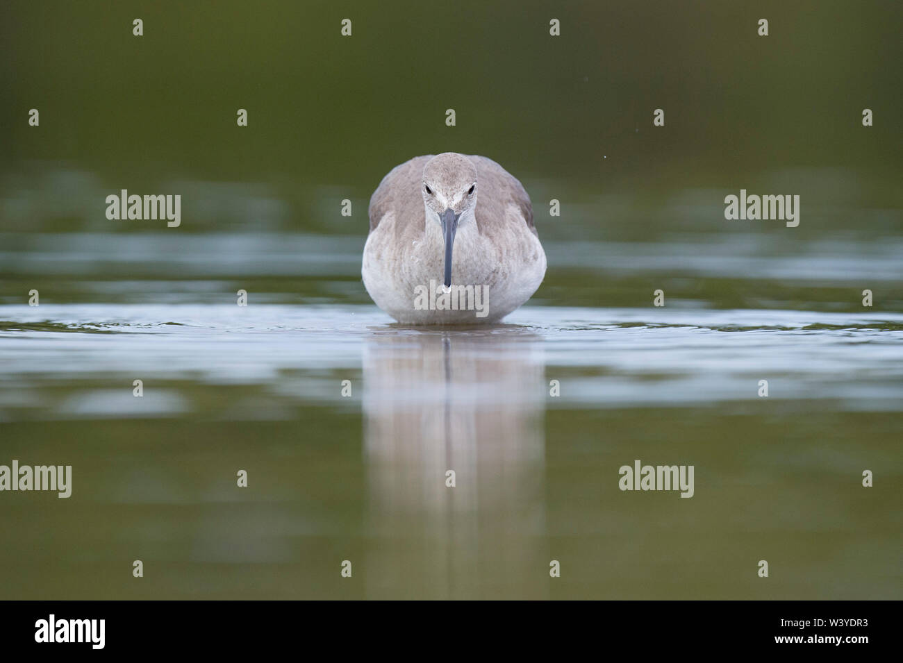 A Willet stands in shallow water that is reflecting green in soft ...