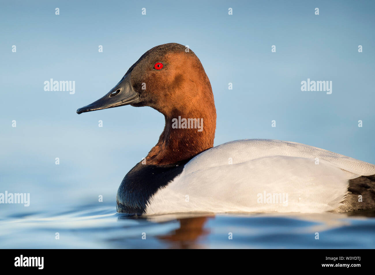 A male Canvasback duck floats on calm bright blue water in soft evening ...