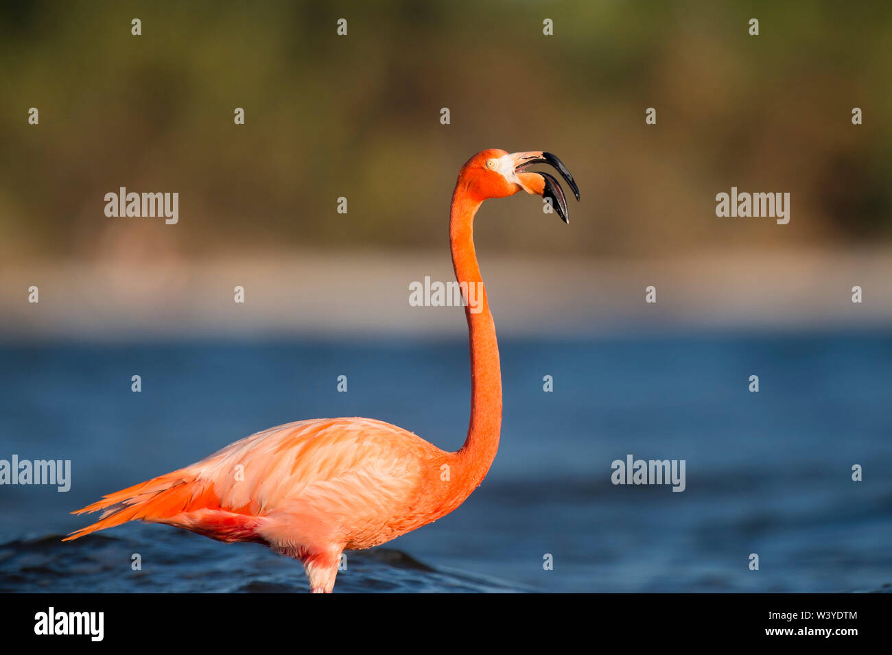 A very vibrant pink American Flamingo with its beak open with a smooth ...