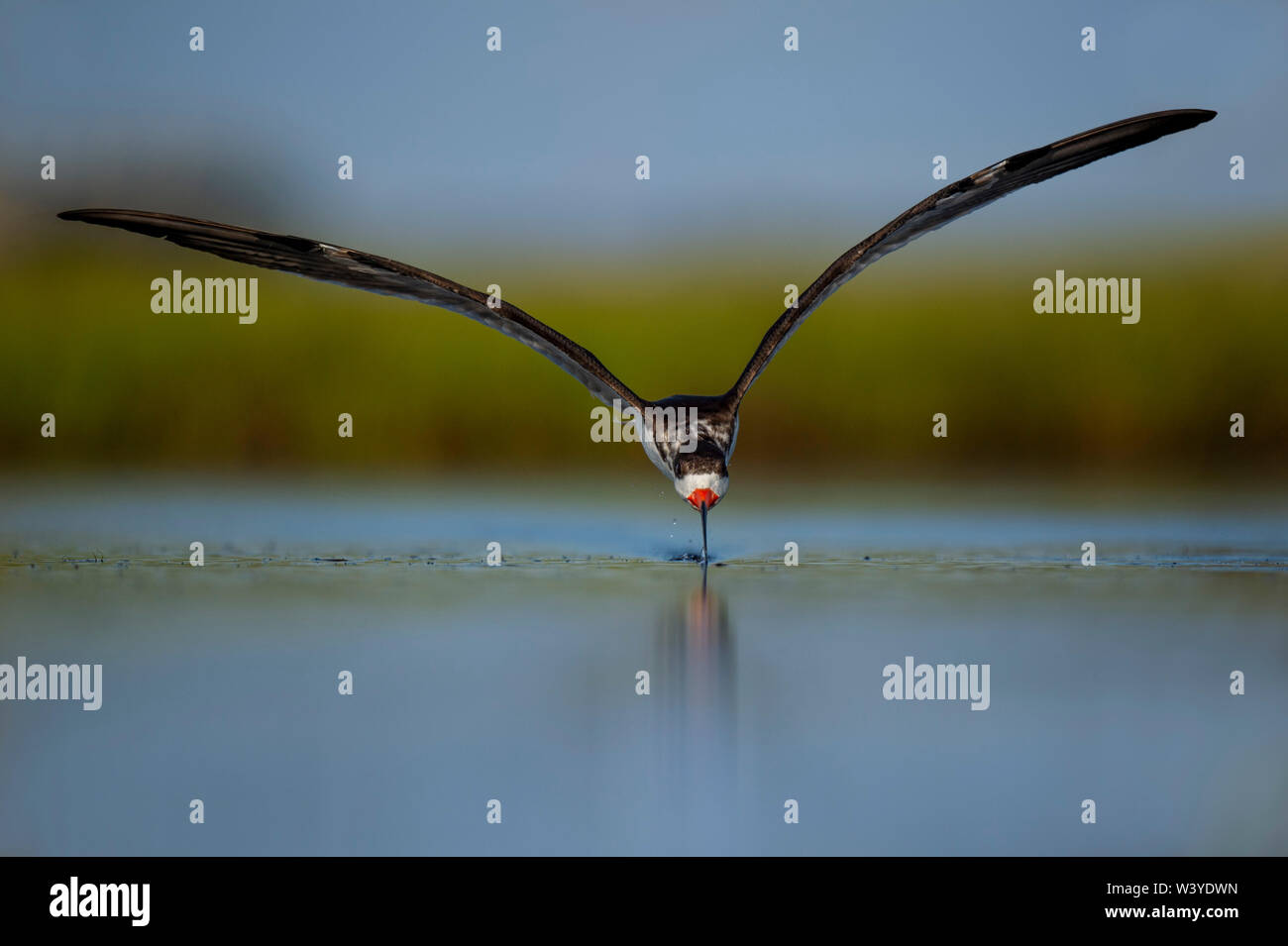 A Black Skimmer flies with its bill in the water skimming for food as ...