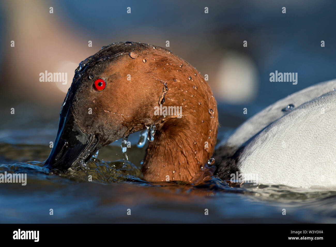 Canvasback eye hi-res stock photography and images - Alamy