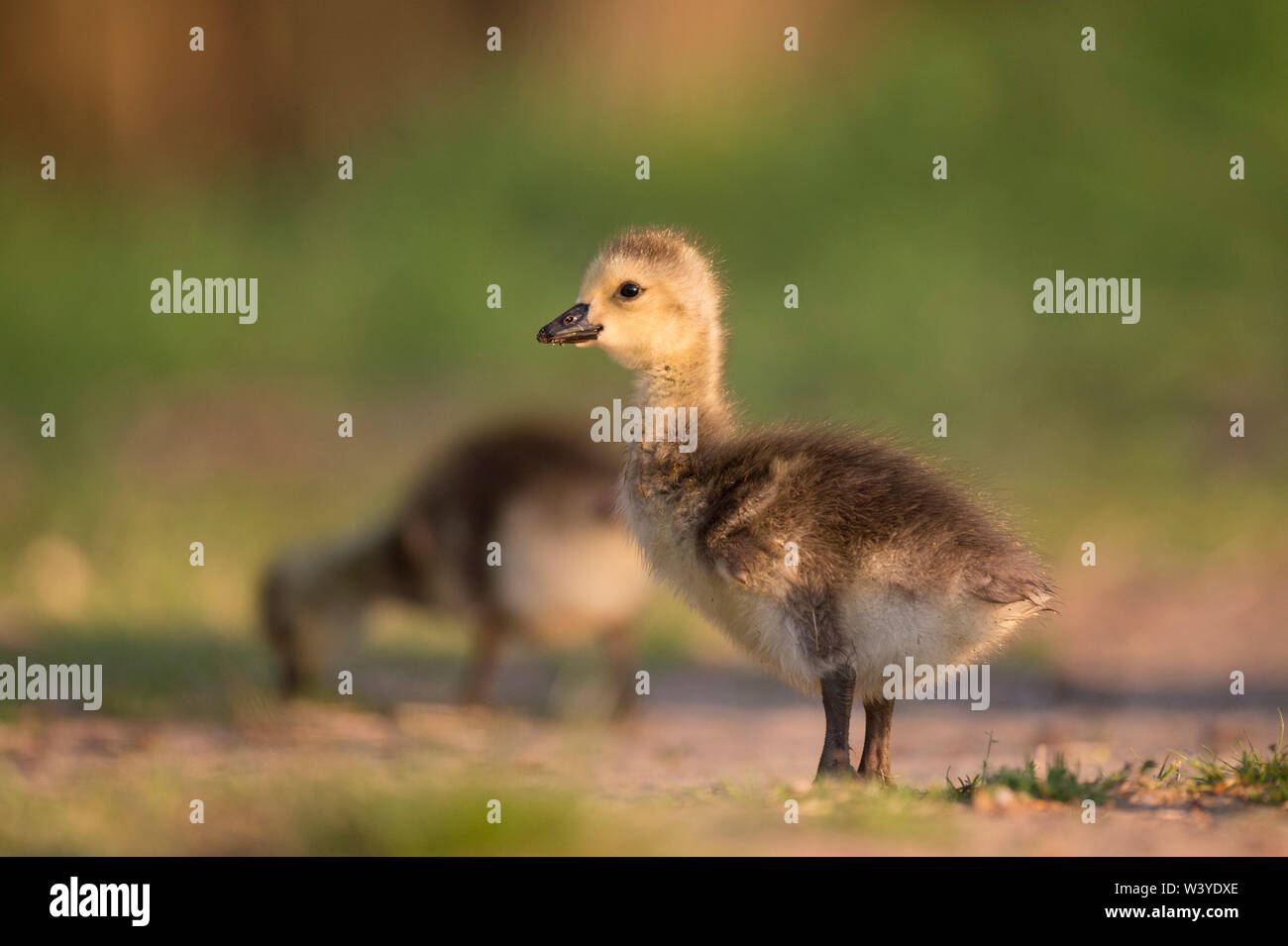 Gosline hi-res stock photography and images - Alamy