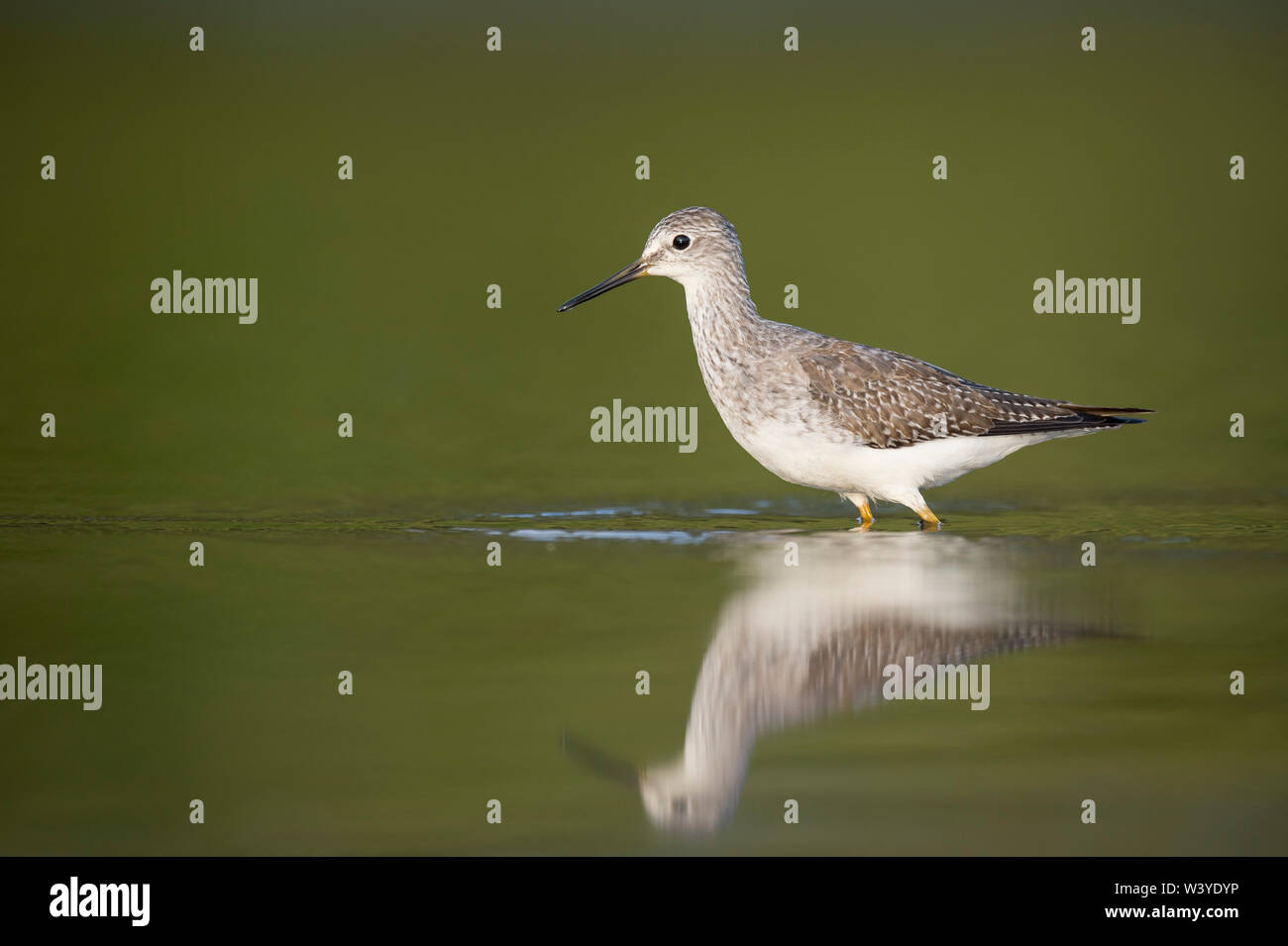 A Lesser Yellowlegs portrait standing in shallow water with a ...
