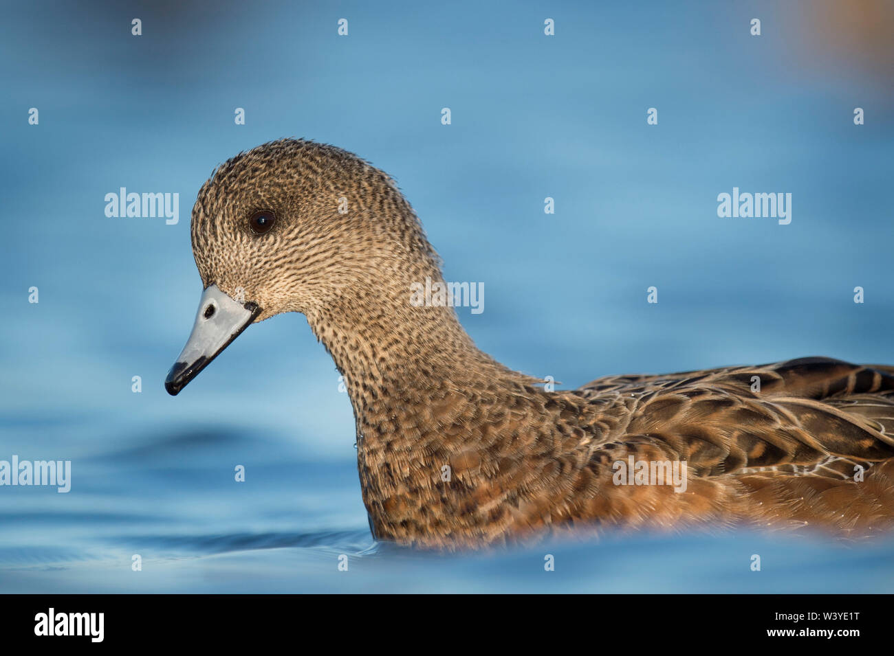 American Wigeon Duck High Resolution Stock Photography and Images - Alamy