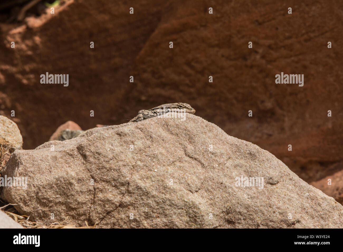 Northern Tree Lizard (Urosaurus ornatus wrighti) from Mesa County ...