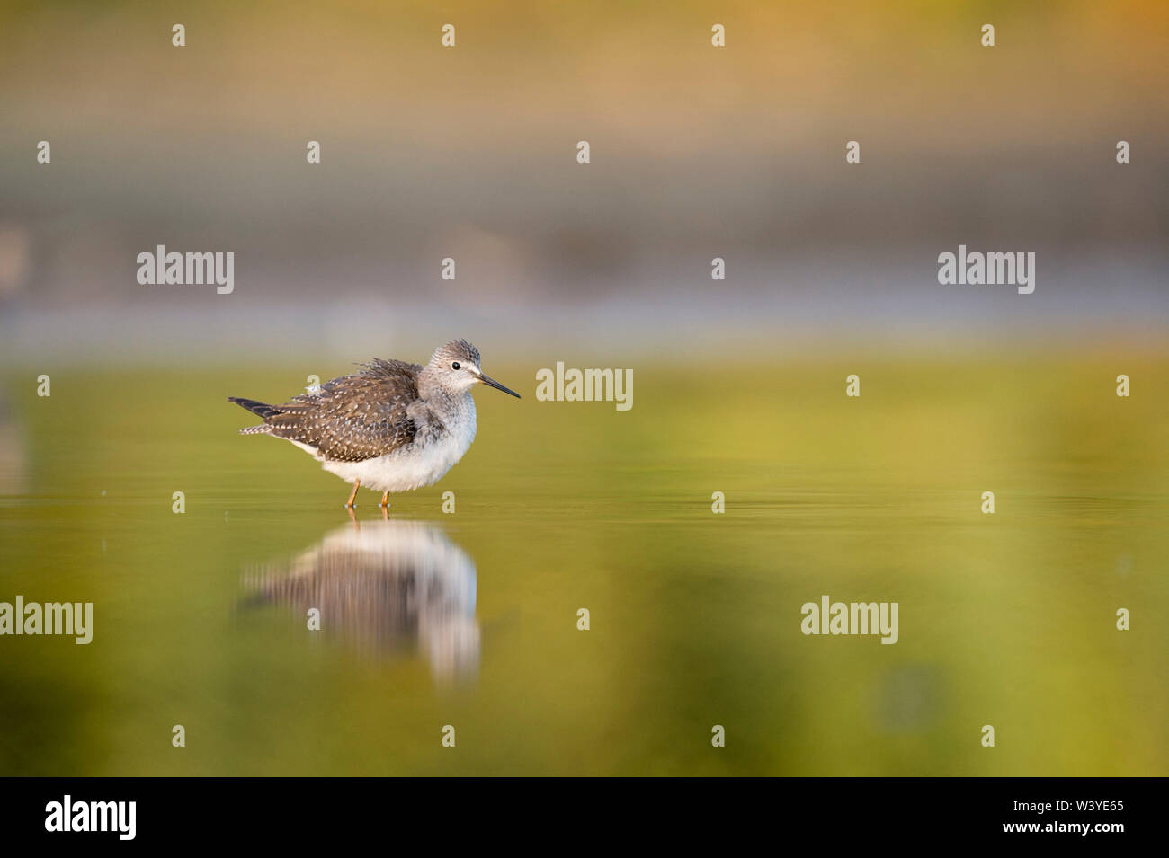 Ruffles water level hi-res stock photography and images - Alamy