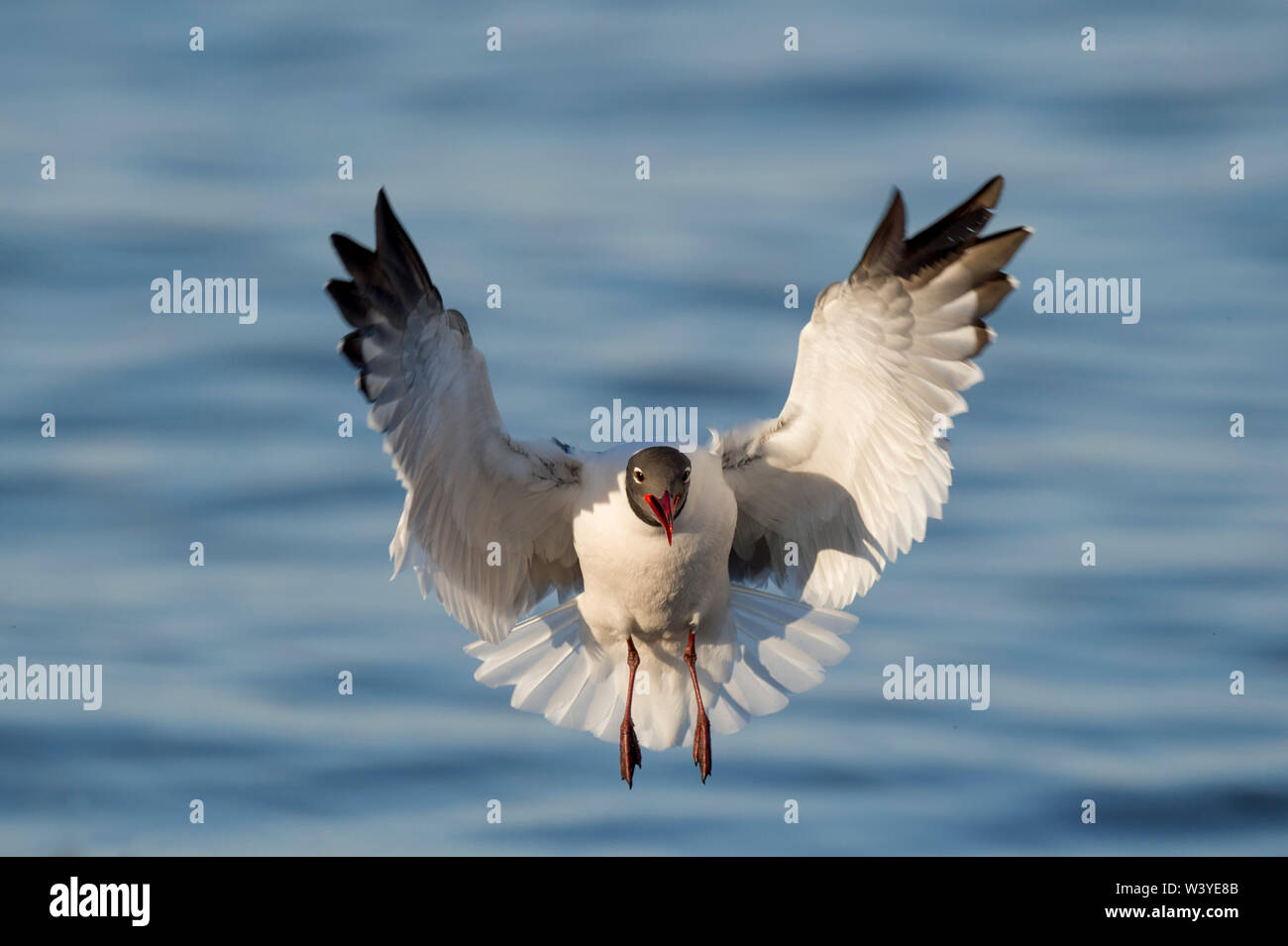 A Laughing Gull flaps its wings to land with its legs hanging down and ...