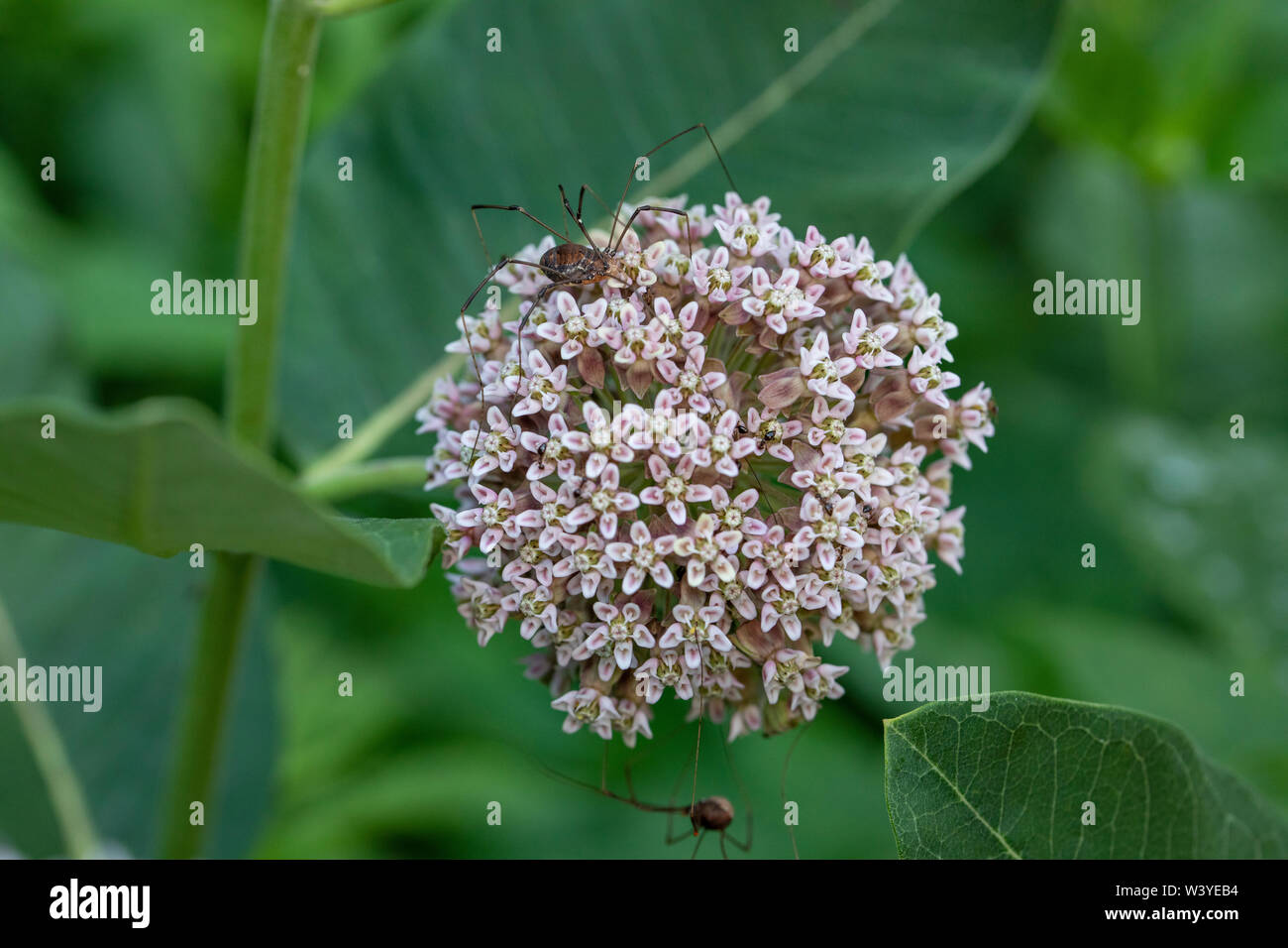 Common milkweed in bloom Stock Photo - Alamy