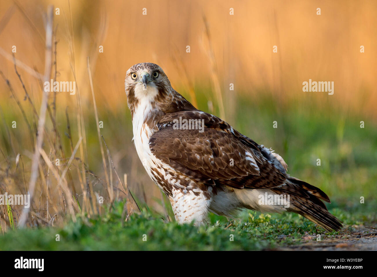 A Red-tailed Hawk standing on the ground stares head on with a golden ...