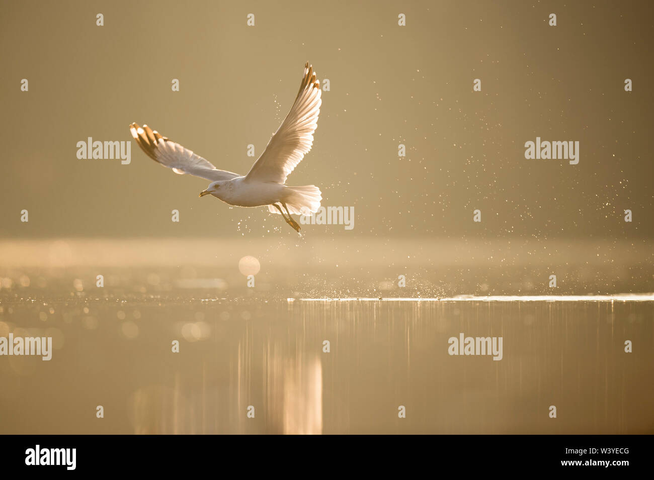 Gull feet in water hi-res stock photography and images - Alamy