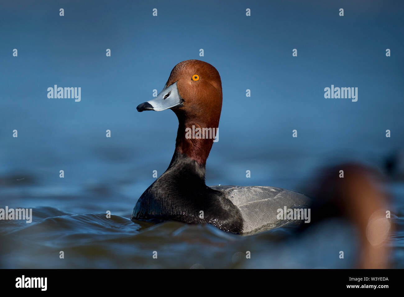 Redhead drake hi-res stock photography and images - Alamy