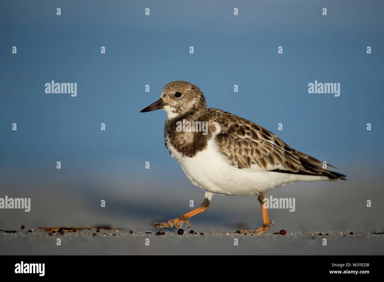 A Ruddy Turnstone walks on a sandy beach in the soft sunlight with a ...