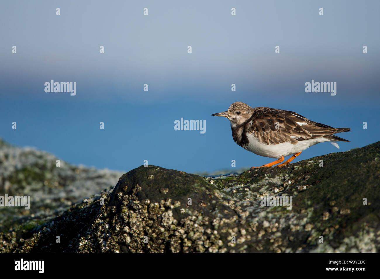 A Ruddy Turnstone stands on a barnacle covered jetty rock in the bright ...