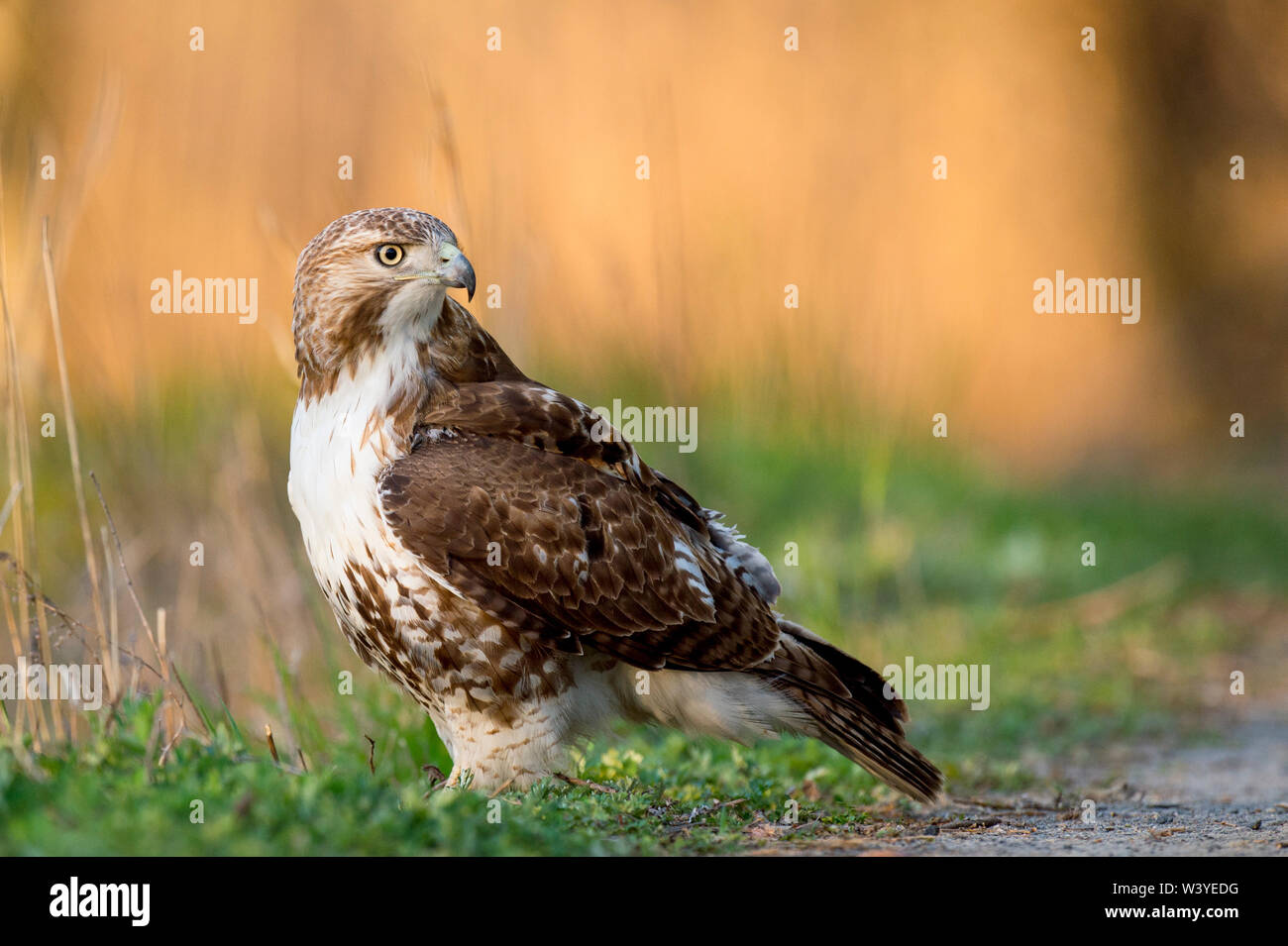 A Red-tailed Hawk standing on the ground looks back with a golden ...