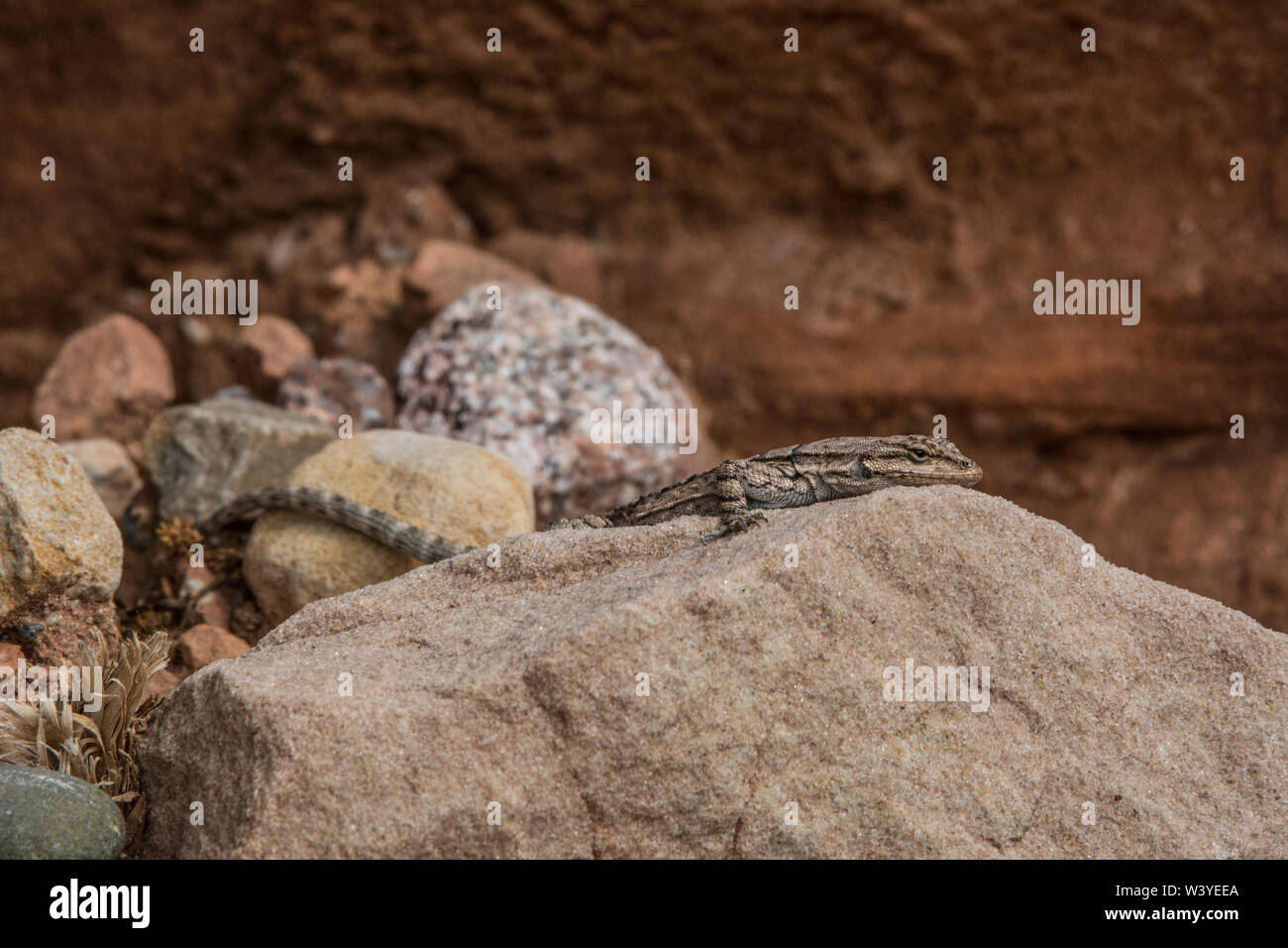 Northern Tree Lizard (Urosaurus ornatus wrighti) from Mesa County ...