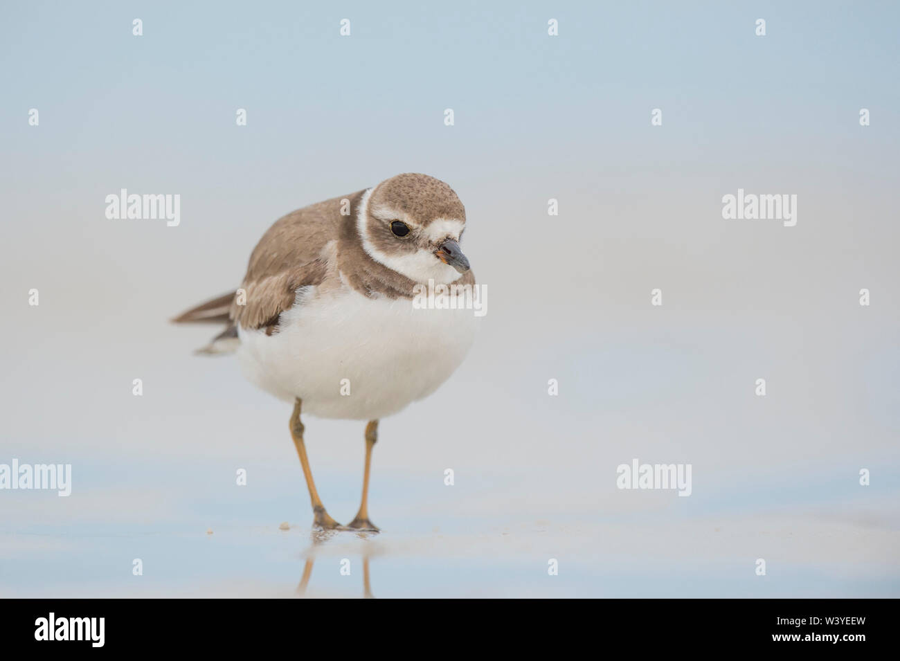 A Semipalmated Plover standing in wet sand with its legs reflected in ...