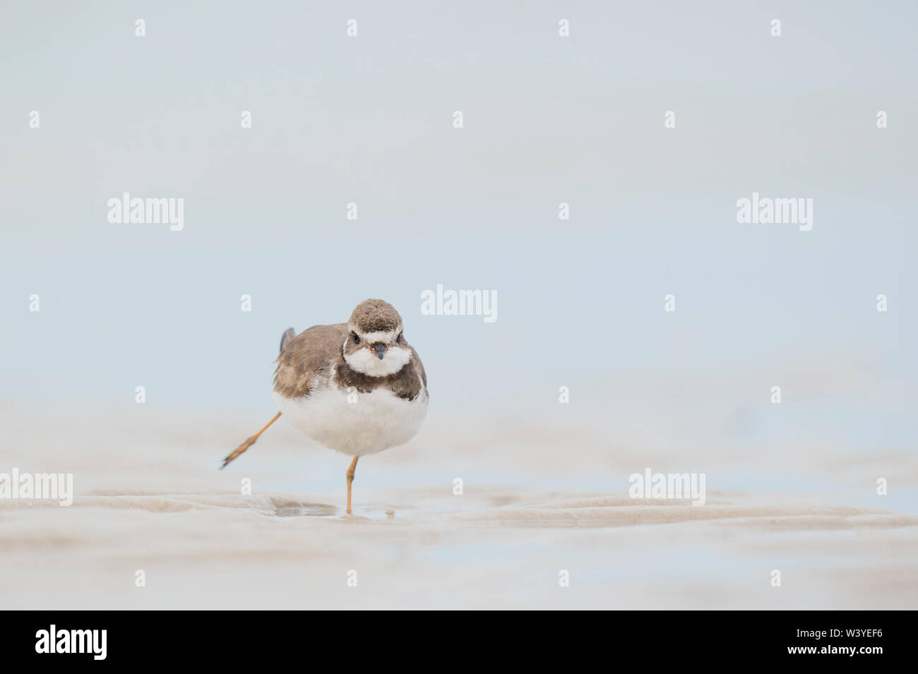 A Semipalmated Plover standing in wet sand while it shakes its leg with ...