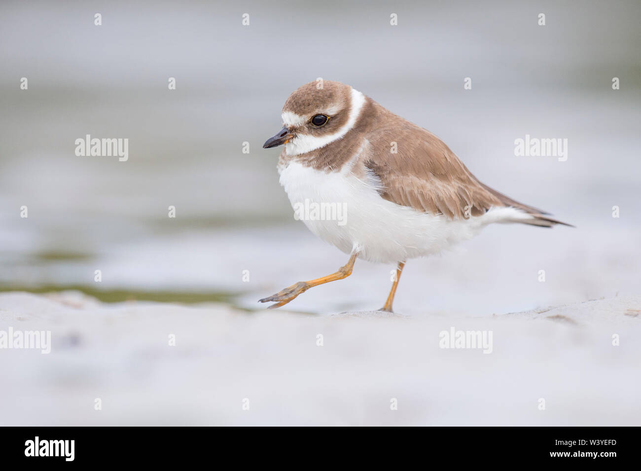 Birds with orange legs hi-res stock photography and images - Alamy