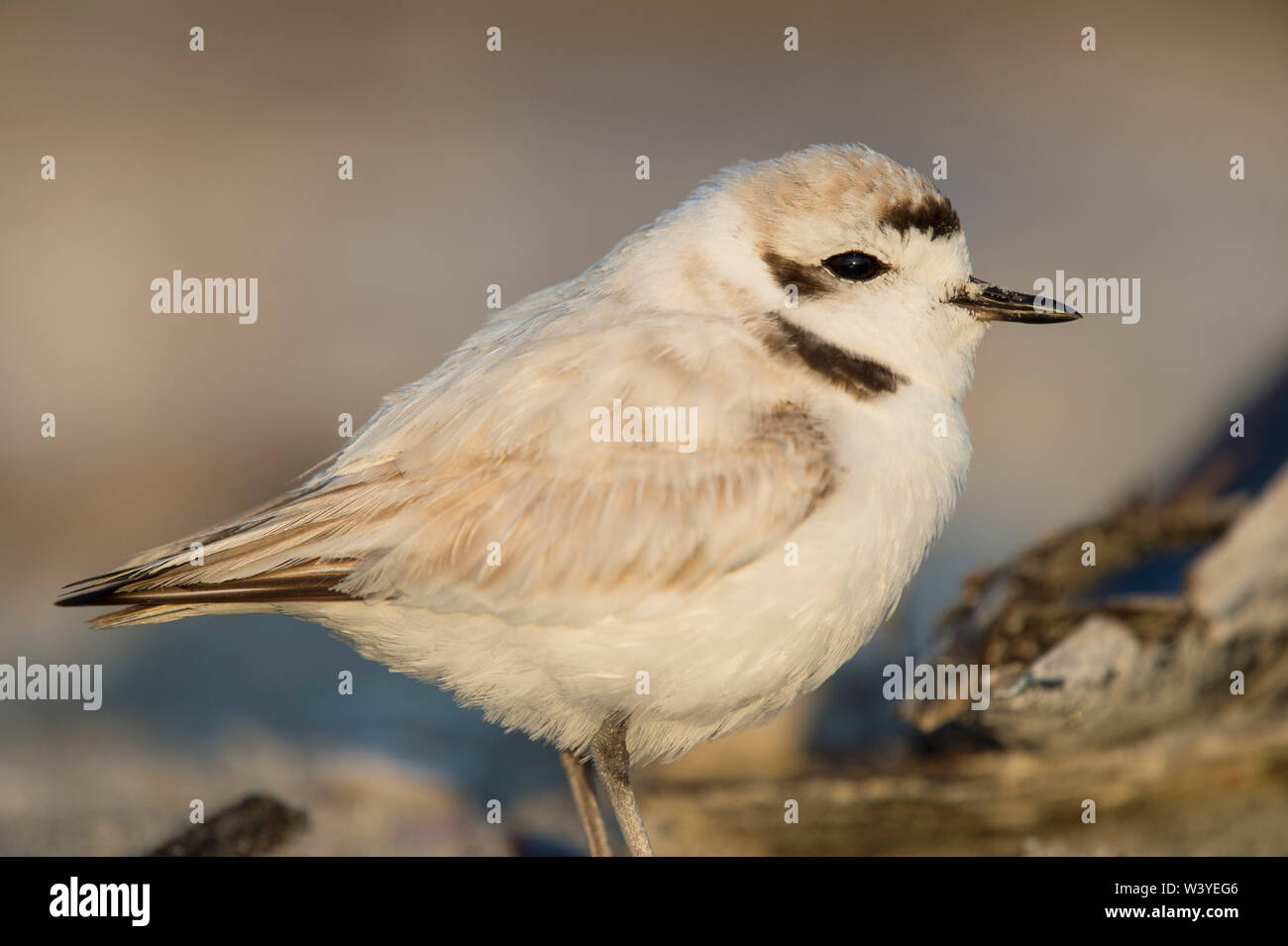 A close-up of a small and cute Snowy Plover in soft golden sunlight ...