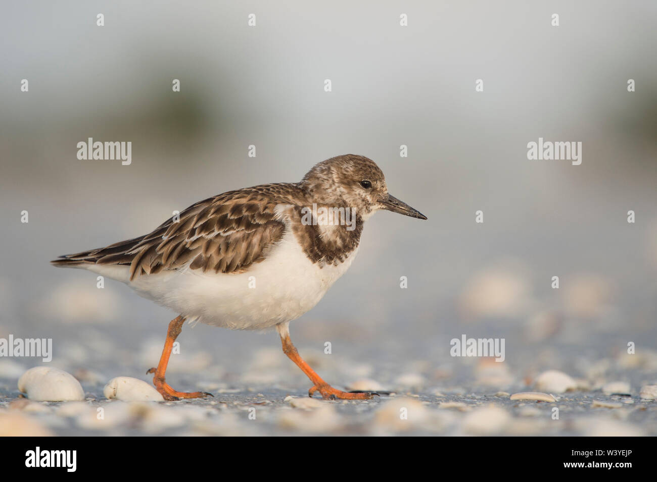 A Ruddy Turnstone walks on a sandy beach with small white shells on in ...