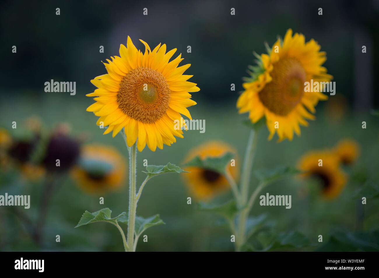 A pair of tall yellow sunflowers with small sunflowers out of focus in ...