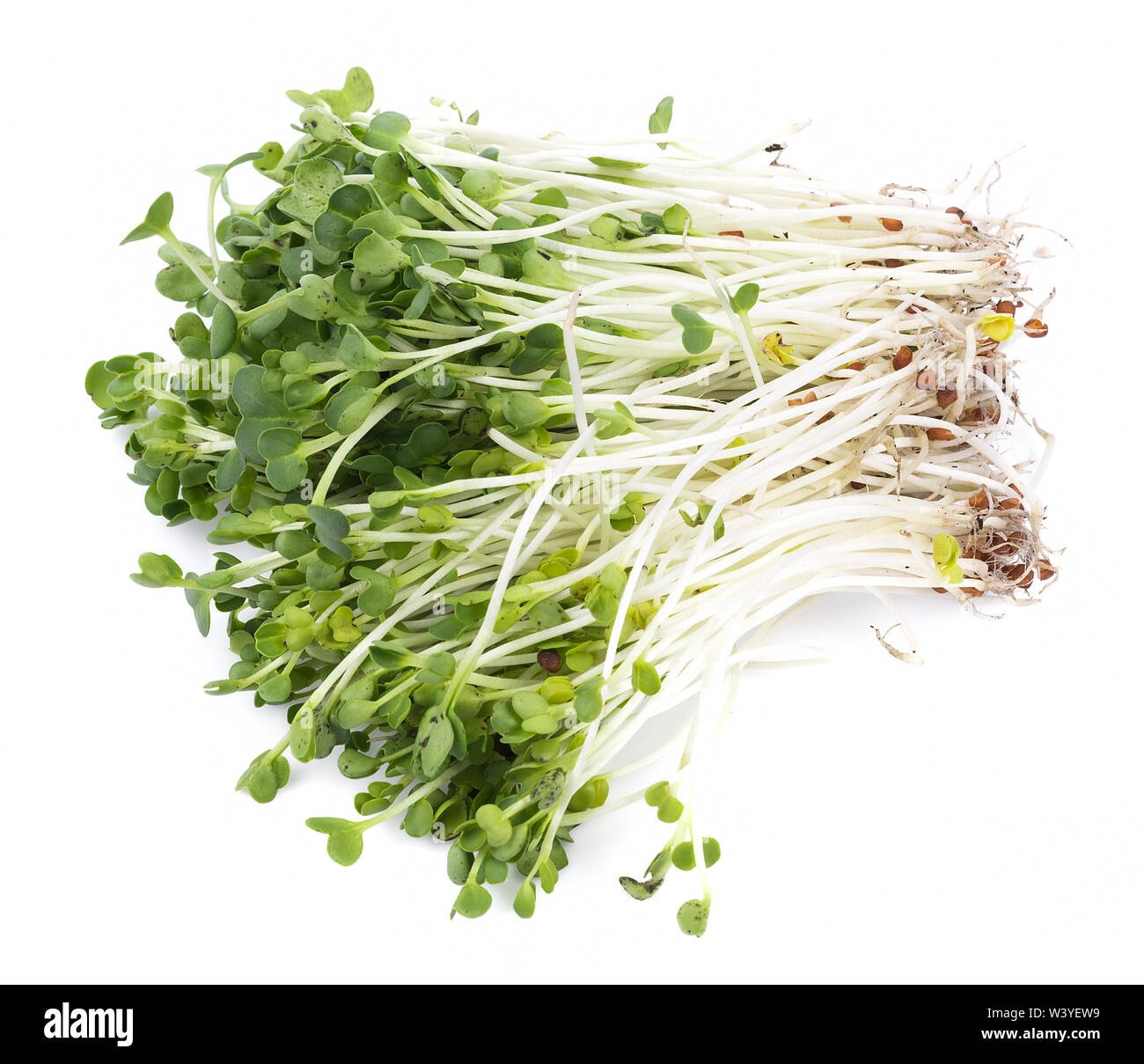 kaiware sprout, japanese vegetable or watercress on white background ...
