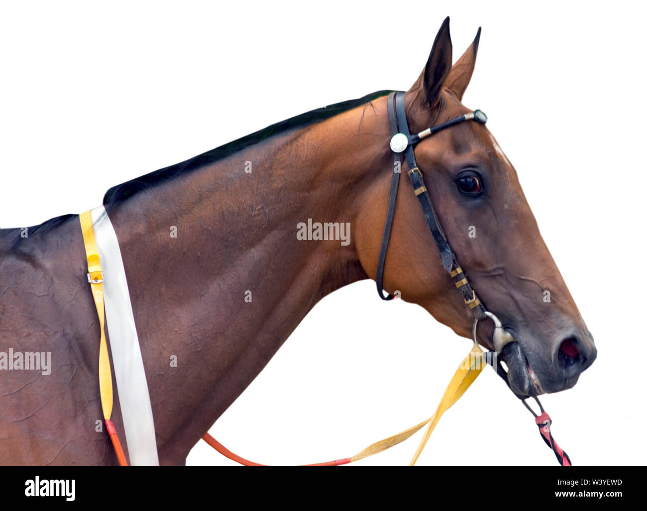 Portrait of a beautiful akhal teke horse on white background Stock ...