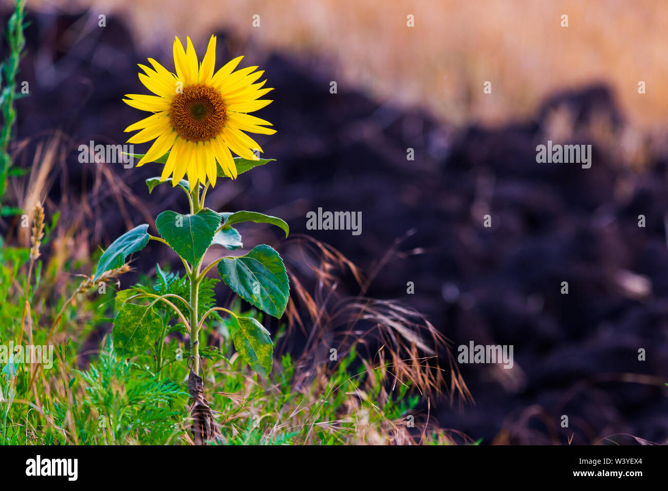 Stand alone Sunflower. Each sunflower's head is made of smaller flowers ...