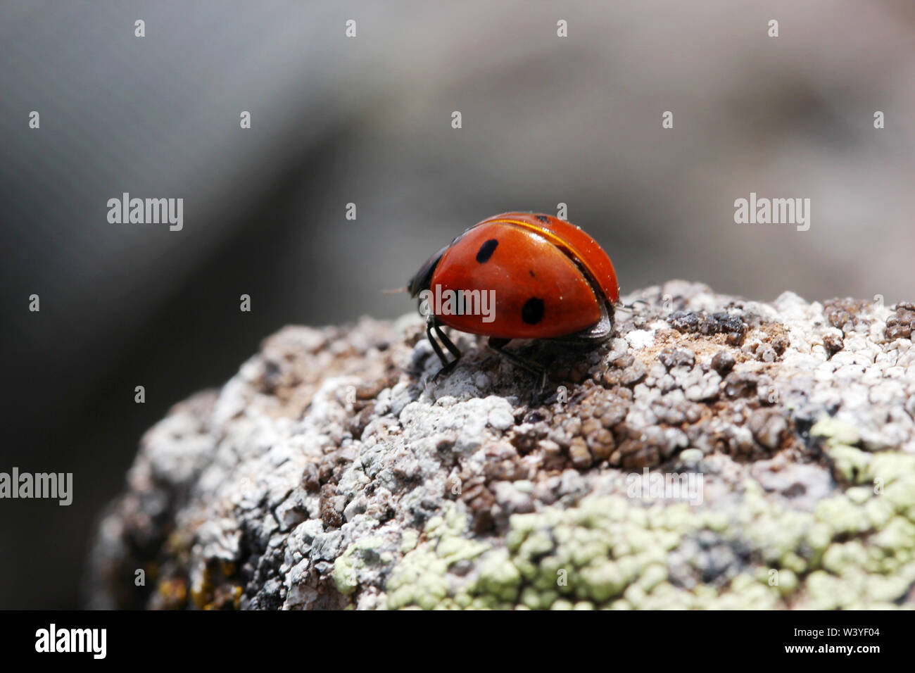 ladybug stands on the stone Stock Photo - Alamy
