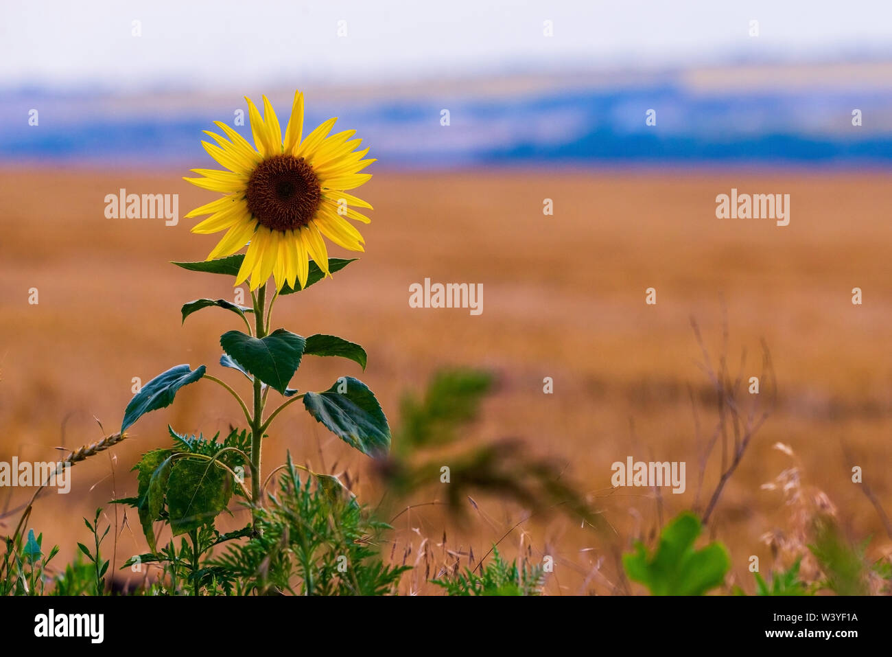 Alone sunflower hi-res stock photography and images - Alamy