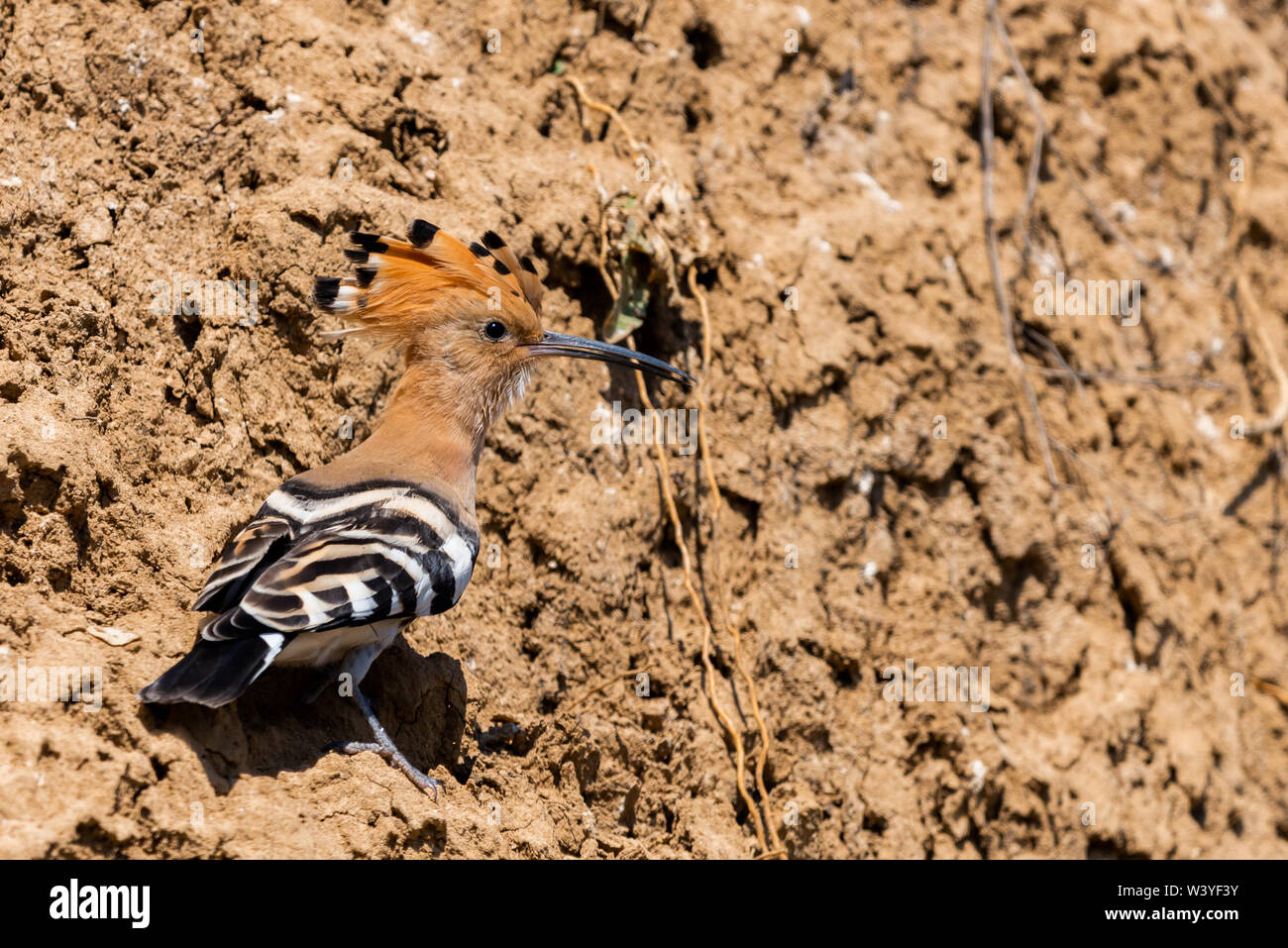Eurasian Hoopoe or Common Hoopoe or Upupa epops the beautiful brown ...